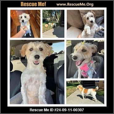 - Oklahoma Dog Rescue - ADOPTIONS - Rescue Me!