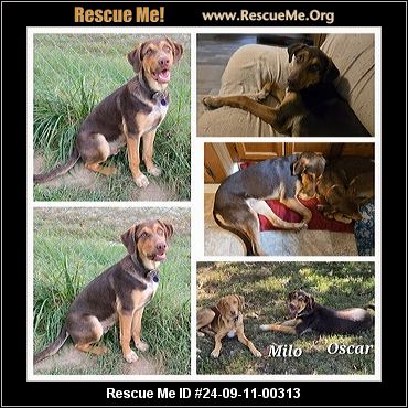 - Missouri Dog Rescue - ADOPTIONS - Rescue Me!