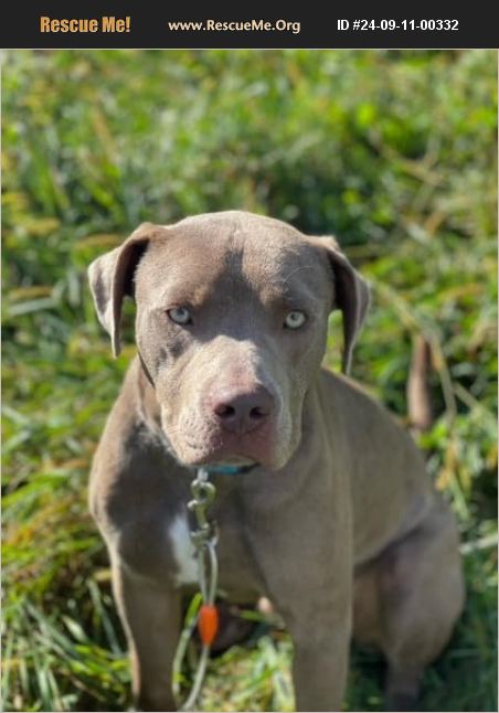 ADOPT 24091100332 ~ Pit Bull Rescue ~ Tomah, WI