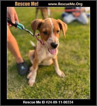 - Wisconsin Dog Rescue - ADOPTIONS - Rescue Me!