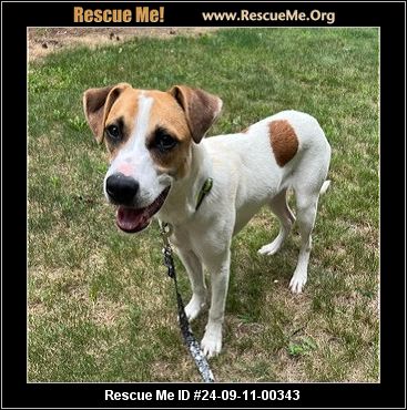 - Wisconsin Dog Rescue - ADOPTIONS - Rescue Me!