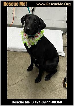 - Texas Dog Rescue - ADOPTIONS - Rescue Me!