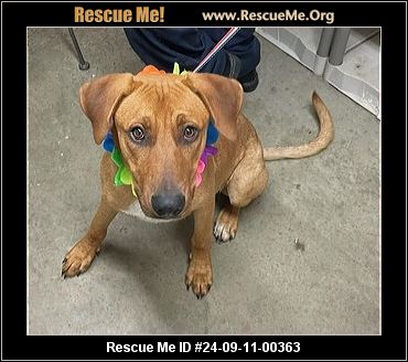 - Texas Dog Rescue - ADOPTIONS - Rescue Me!
