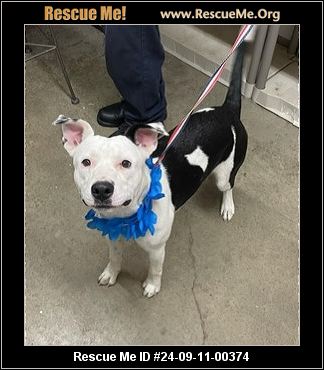 - Texas Dog Rescue - ADOPTIONS - Rescue Me!