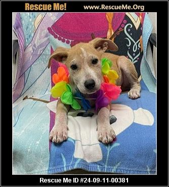 - Texas Dog Rescue - ADOPTIONS - Rescue Me!