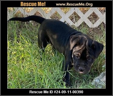 - Texas Dog Rescue - ADOPTIONS - Rescue Me!