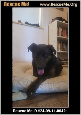 - Colorado Lab Rescue - ADOPTIONS - Rescue Me!