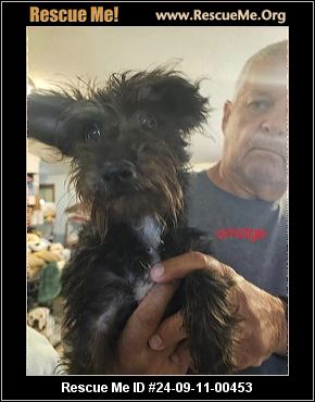 - Washington Dog Rescue - ADOPTIONS - Rescue Me!