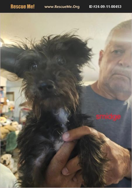 ADOPT 24091100453 ~ Scottish Terrier Rescue ~ Seattle, WA