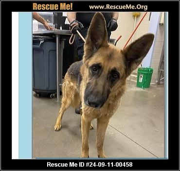 - Arizona Dog Rescue - ADOPTIONS - Rescue Me!