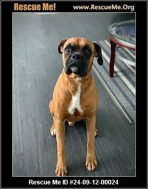 - Arizona Boxer Rescue - ADOPTIONS - Rescue Me!