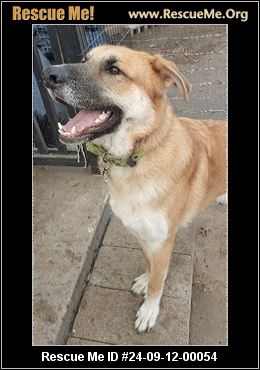 - Texas Dog Rescue - ADOPTIONS - Rescue Me!