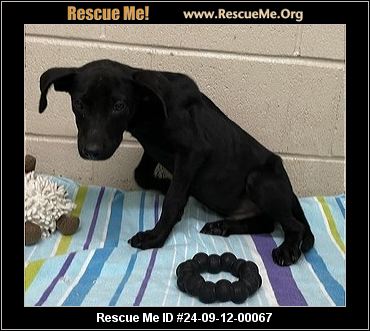 - North Carolina Dog Rescue - ADOPTIONS - Rescue Me!