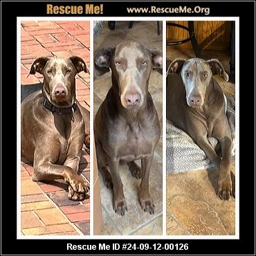 - Florida Dog Rescue - ADOPTIONS - Rescue Me!
