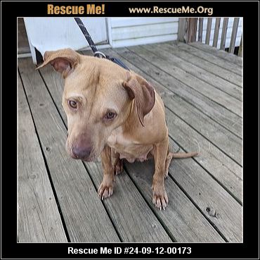 - Tennessee Dog Rescue - ADOPTIONS - Rescue Me!