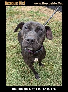 - Tennessee Dog Rescue - ADOPTIONS - Rescue Me!