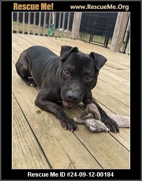 - Tennessee Dog Rescue - ADOPTIONS - Rescue Me!