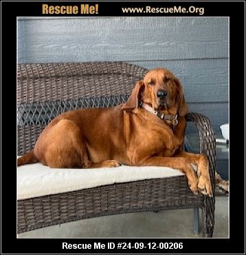 - Colorado Dog Rescue - ADOPTIONS - Rescue Me!