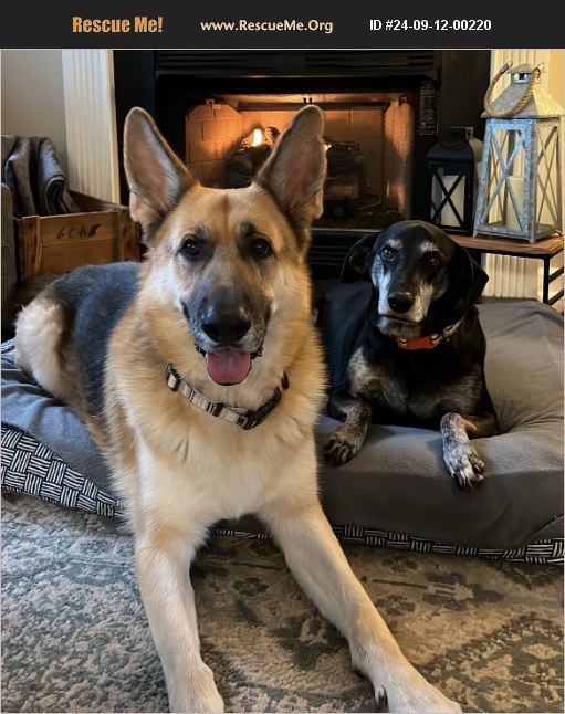 ADOPT 24091200220 ~ German Shepherd Rescue ~ Columbia, SC