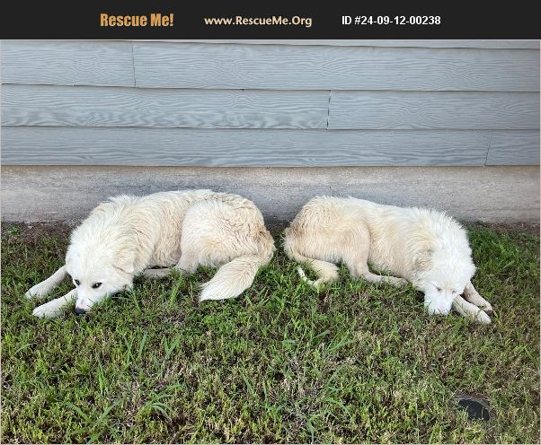 ADOPT 24091200238 ~ Great Pyrenees Rescue ~ Waco, TX