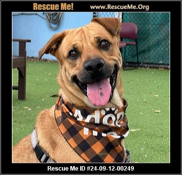 - Florida Dog Rescue - ADOPTIONS - Rescue Me!