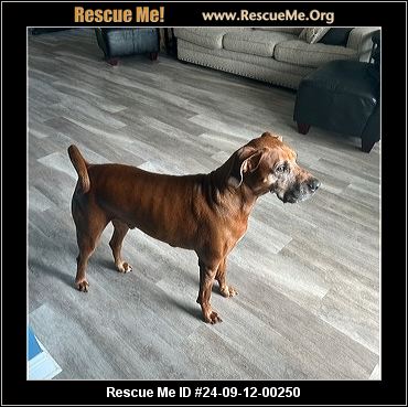 - Florida Rhodesian Ridgeback Rescue - ADOPTIONS - Rescue Me!