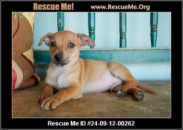 - Texas Dog Rescue - ADOPTIONS - Rescue Me!