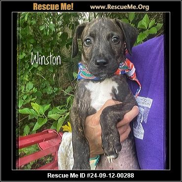 - Florida Dog Rescue - ADOPTIONS - Rescue Me!