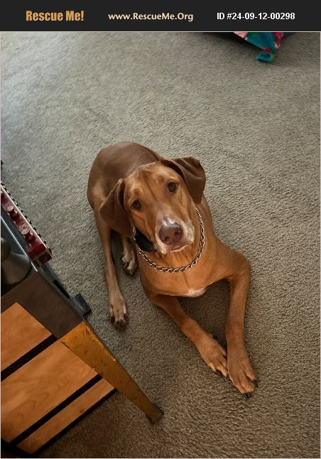 ADOPT 24091200298 ~ Rhodesian Ridgeback Rescue ~ Tampa, FL