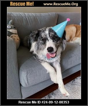 - California Border Collie Rescue - ADOPTIONS - Rescue Me!