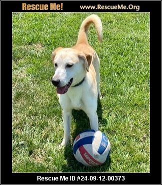 - California Lab Rescue - ADOPTIONS - Rescue Me!