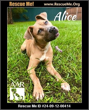 - Texas Dog Rescue - ADOPTIONS - Rescue Me!