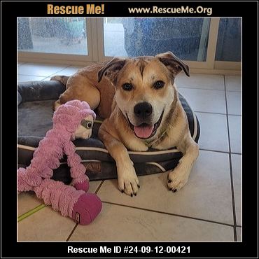 - Arizona Pomeranian Rescue - ADOPTIONS - Rescue Me!