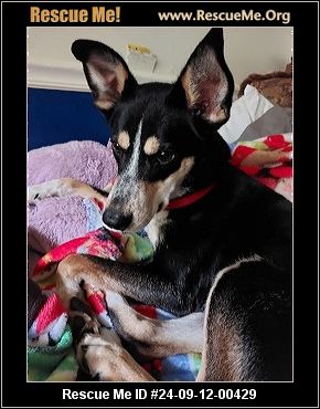 - North Carolina Dog Rescue - ADOPTIONS - Rescue Me!