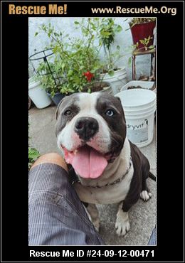 - California American Bulldog Rescue - ADOPTIONS - Rescue Me!