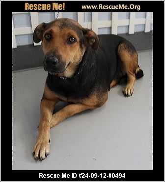 - New York Dog Rescue - ADOPTIONS - Rescue Me!