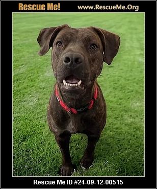 - Kentucky Dog Rescue - ADOPTIONS - Rescue Me!