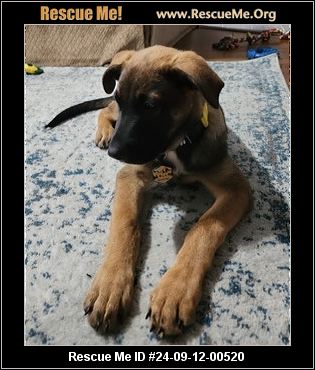 - Texas Dog Rescue - ADOPTIONS - Rescue Me!