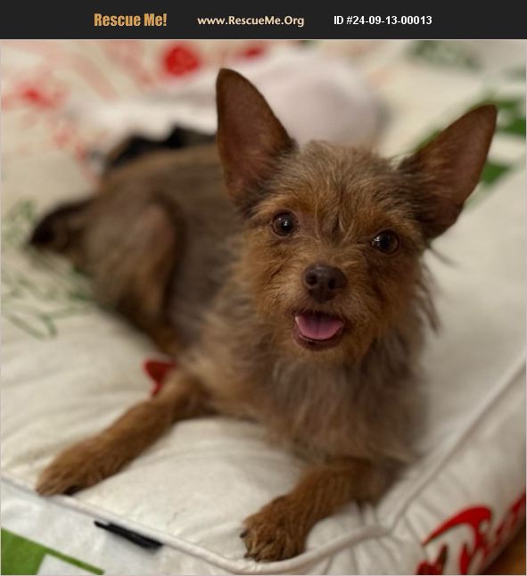 ADOPT 24091300013 ~ Yorkie Rescue ~ San Bernardino, CA