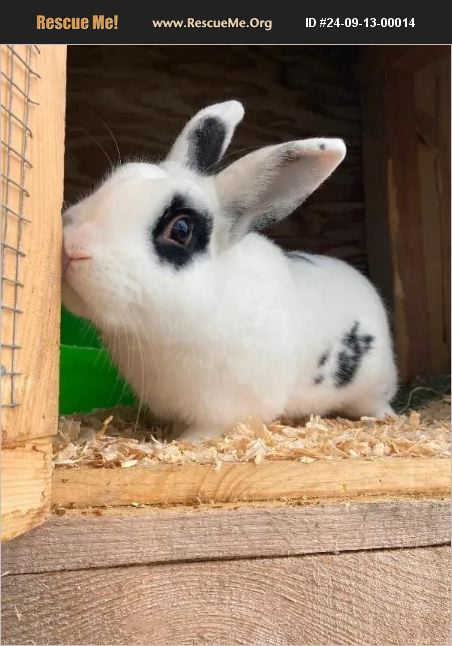 ADOPT 24091300014 ~ Rabbit Rescue ~ Dallas, TX