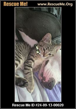 - Florida Cat Rescue - ADOPTIONS - Rescue Me!