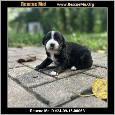 - Virginia Dog Rescue - ADOPTIONS - Rescue Me!