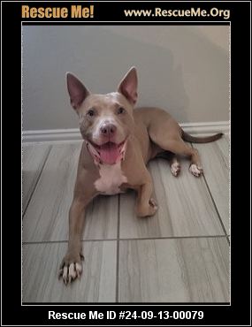 - Texas Pit Bull Rescue - ADOPTIONS - Rescue Me!