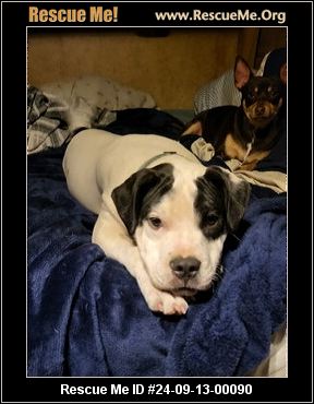 - Rhode Island Dog Rescue - ADOPTIONS - Rescue Me!