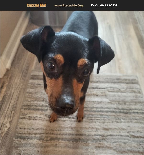 ADOPT 24091300137 ~ Miniature Pinscher Rescue ~ Indian land, SC