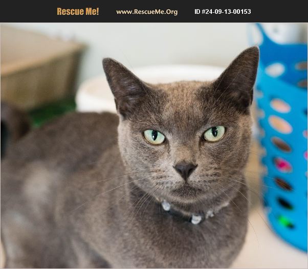 ADOPT 24091300153 ~ Domestic Cat Rescue ~ Mont Belvieu, TX