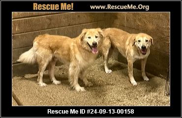 - North Carolina Dog Rescue - ADOPTIONS - Rescue Me!