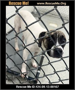 - North Carolina Dog Rescue - ADOPTIONS - Rescue Me!