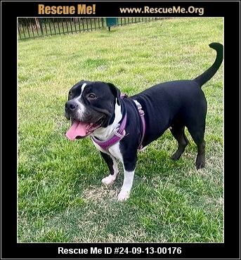 - Virginia Dog Rescue - ADOPTIONS - Rescue Me!