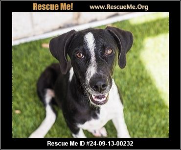 - Texas Dog Rescue - ADOPTIONS - Rescue Me!
